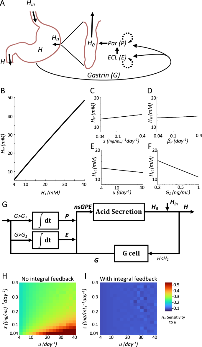 Sleeve gastrectomy reveals the plasticity of the human gastric ...