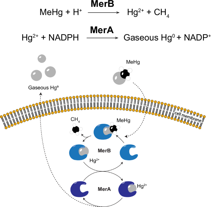 Methylmercury demethylation and volatilization by animals expressing ...
