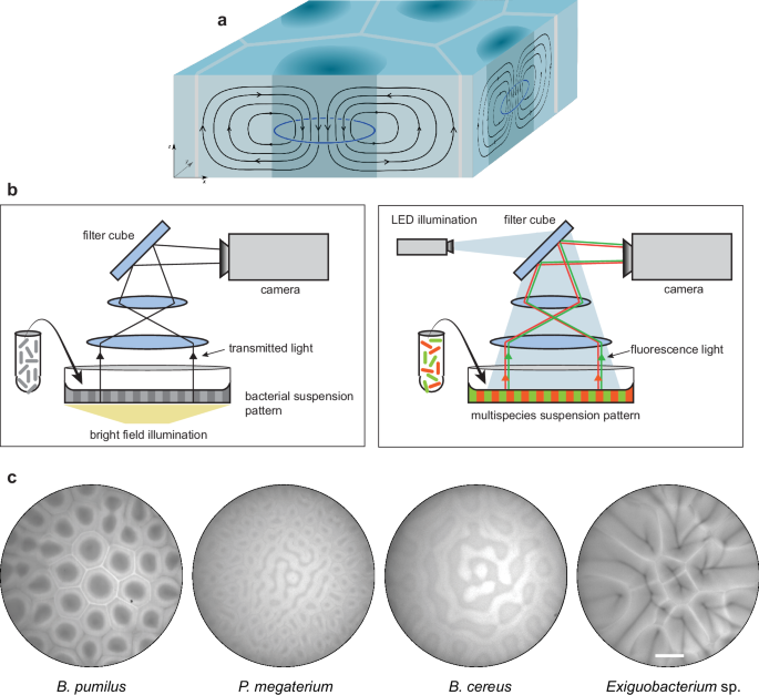 Dynamically induced spatial segregation in multispecies bacterial ...