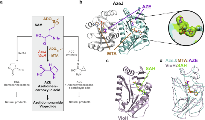 Molecular basis for azetidine-2-carboxylic acid biosynthesis | Nature ...