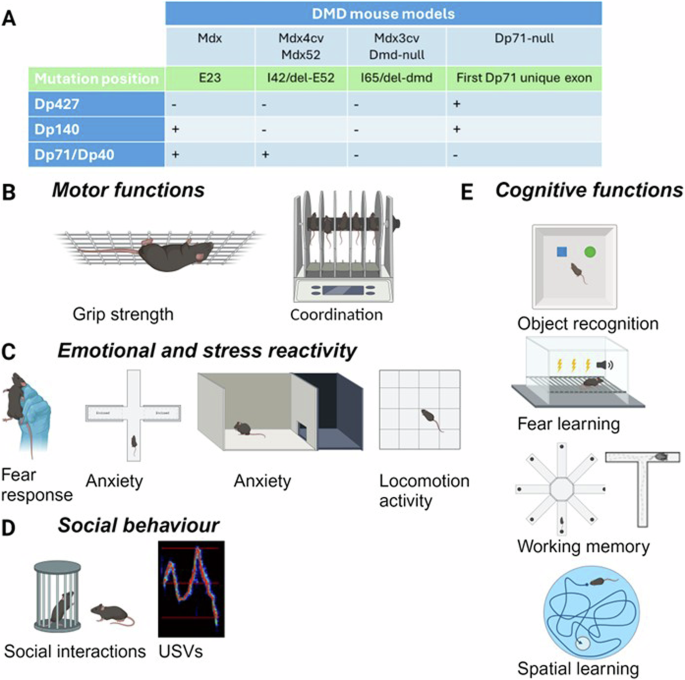 Duchenne muscular dystrophy: recent insights in brain related ...