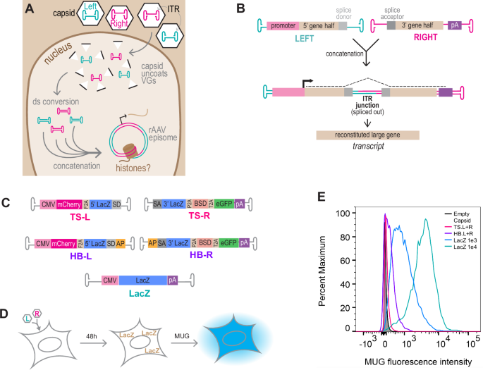 Double-strand break repair pathways differentially affect processing ...