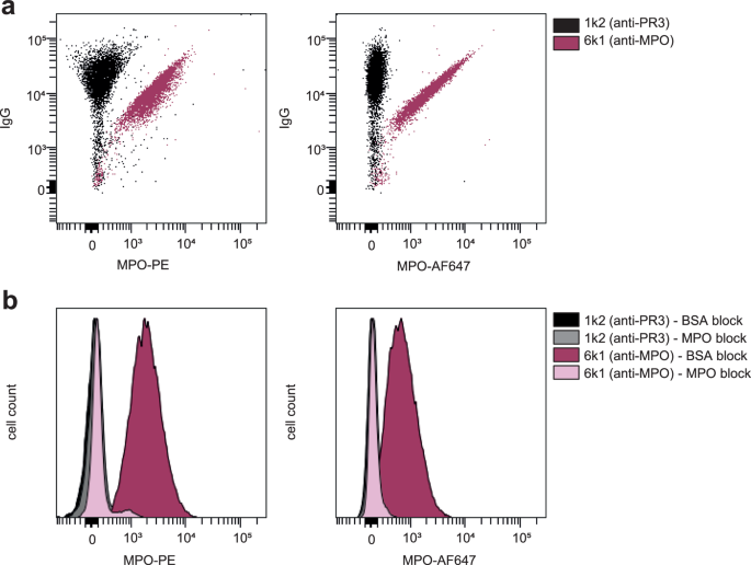 Anti-myeloperoxidase IgM B cells in anti-neutrophil cytoplasmic ...