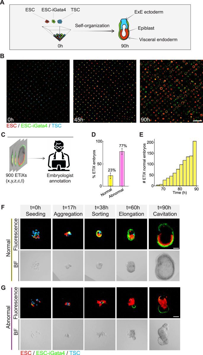 AI-based approach to dissect the variability of mouse stem cell-derived ...