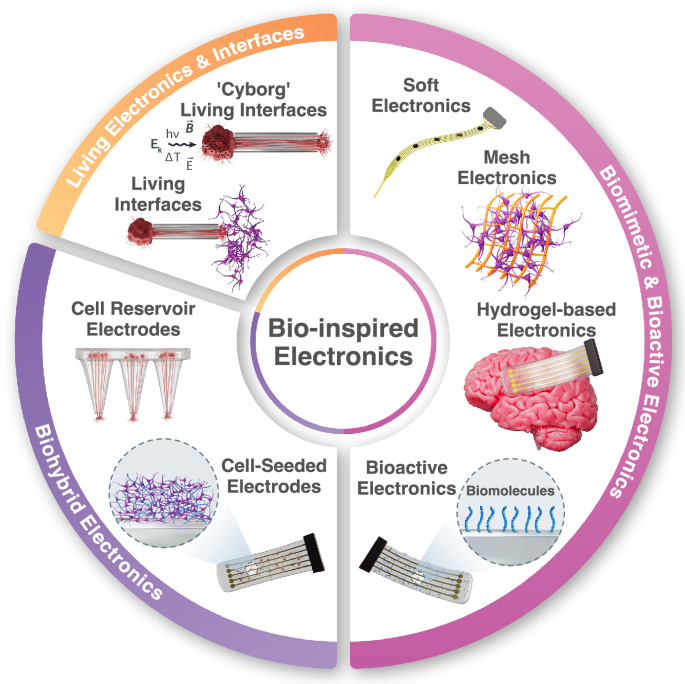 Bio-inspired electronics: Soft, biohybrid, and “living” neural ...