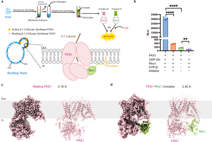 Cryo-EM structure of the β-1,3-glucan synthase FKS1-Rho1 complex ...