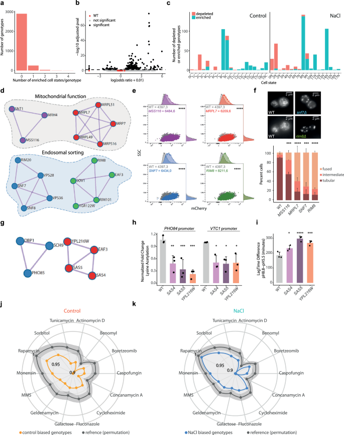 A single-cell resolved genotype-phenotype map using genome-wide genetic ...