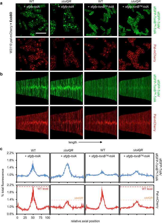 Primary role of the Tol-Pal complex in bacterial outer membrane lipid ...