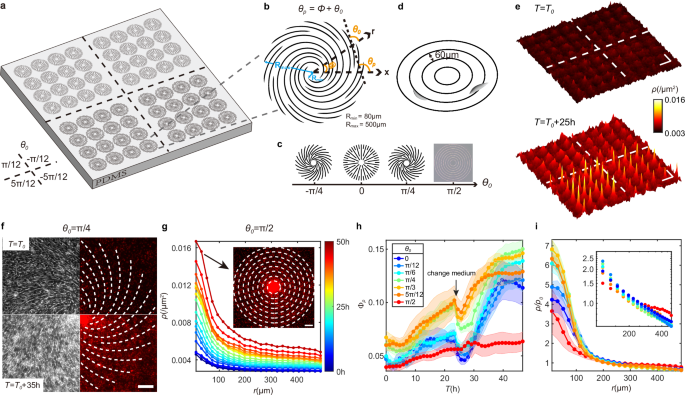 Integer topological defects offer a methodology to quantify and classify active cell monolayers ...