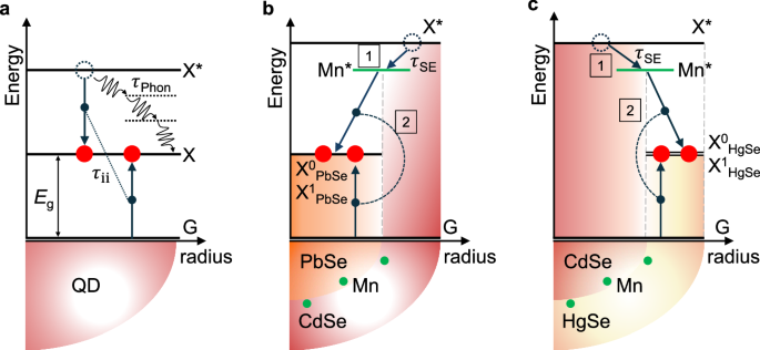 Highly efficient carrier multiplication in inverted CdSe/HgSe quantum ...