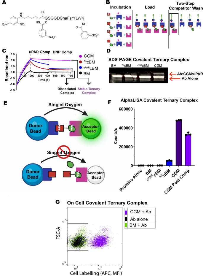 Mimicry of molecular glues using dual covalent chimeras | Nature ...