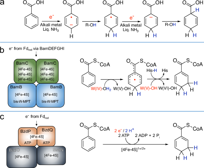 Enzymatic Birch reduction via hydrogen atom transfer at [4Fe-4S]-OH2 ...