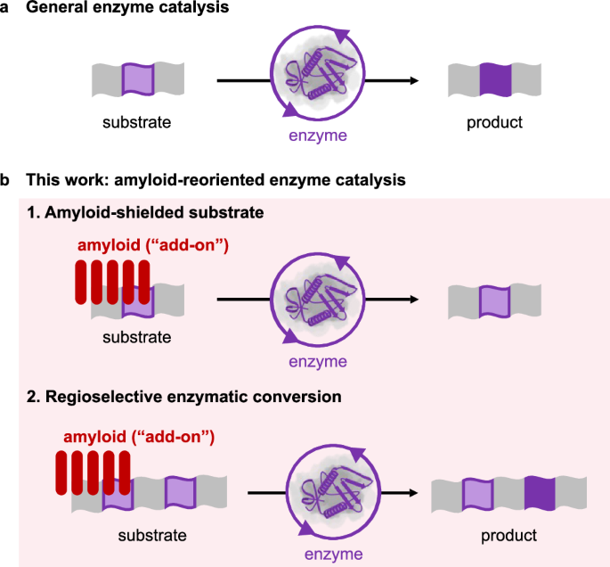 Amyloid-reoriented enzyme catalysis | Nature Communications