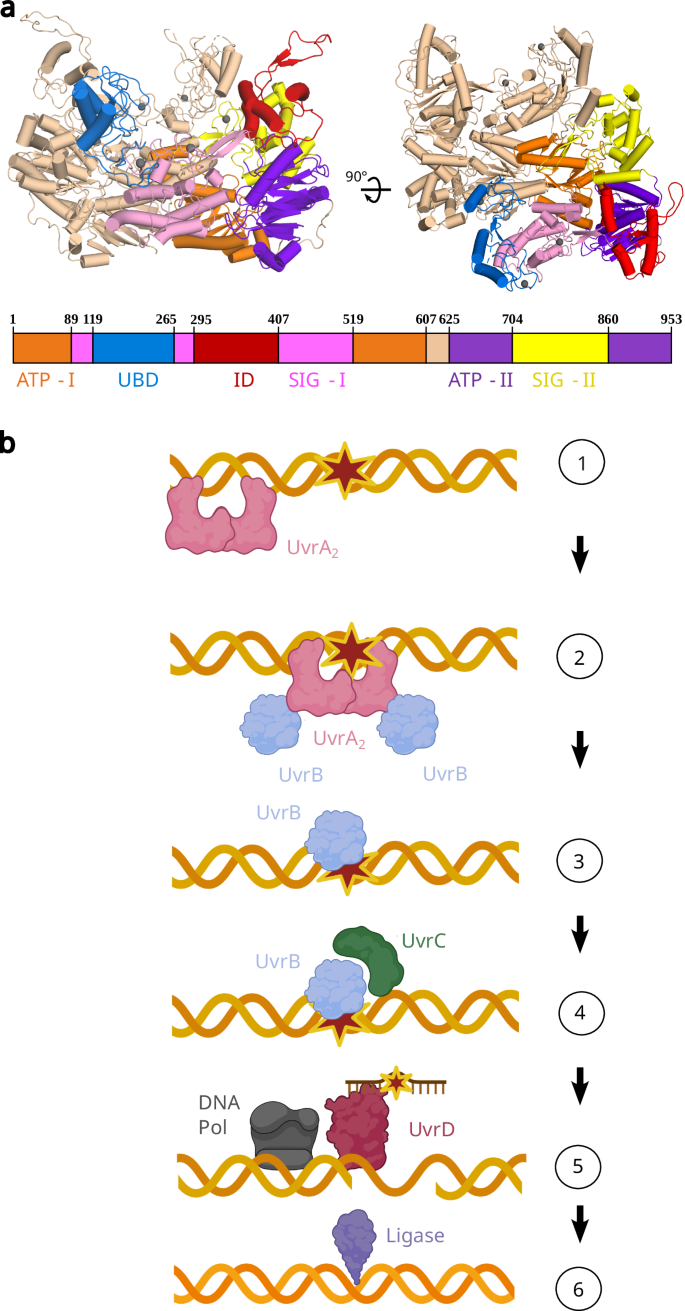 Mechanistic understanding of UvrA damage detection and lesion hand-off ...