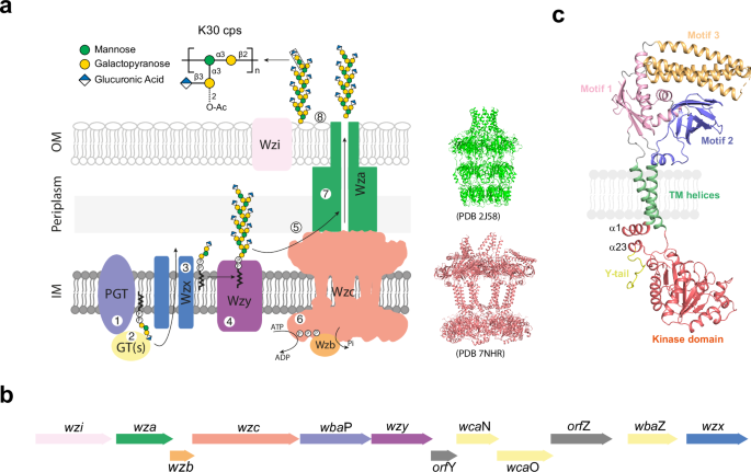 Molecular basis for the phosphorylation of bacterial tyrosine kinase ...