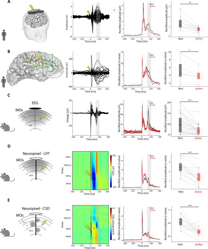 Thalamic feedback shapes brain responses evoked by cortical stimulation ...