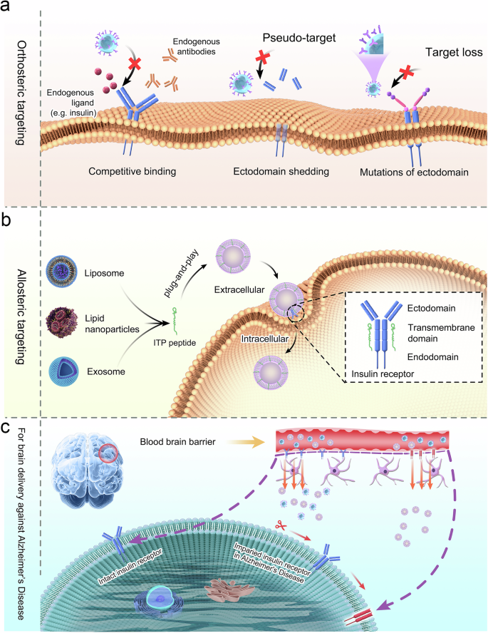 Allosteric targeted drug delivery for enhanced blood-brain barrier ...