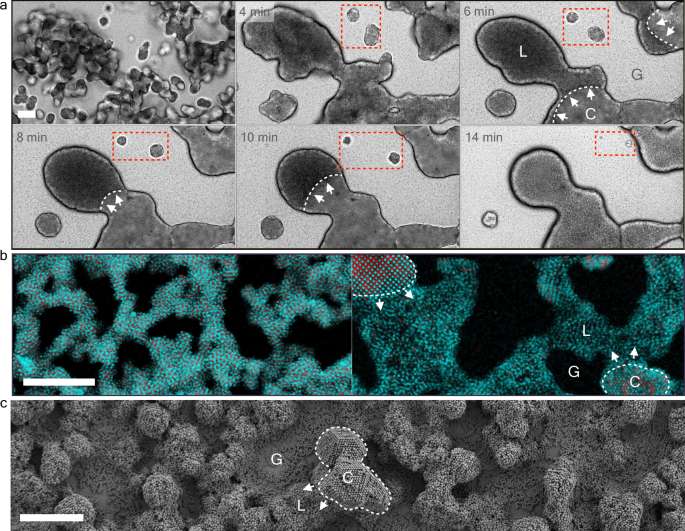 Direct observation and control of non-classical crystallization ...