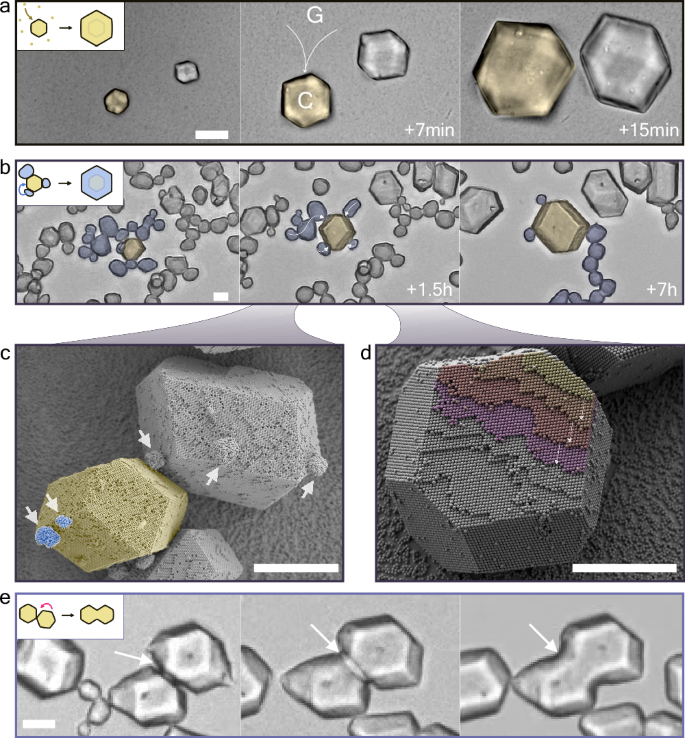 Direct observation and control of non-classical crystallization pathways in binary colloidal ...