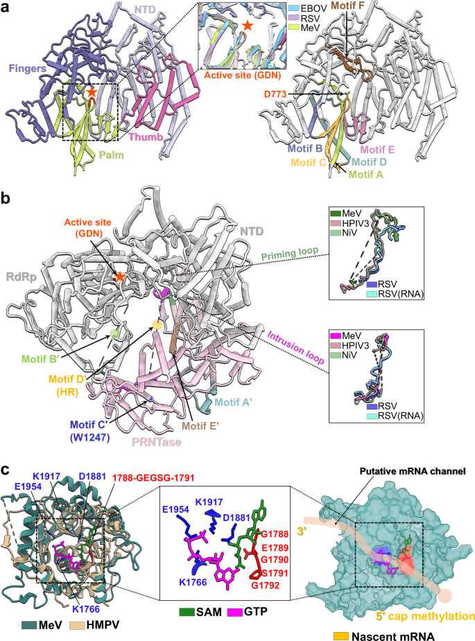 Structure of the measles virus ternary polymerase complex | Nature ...