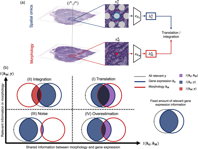 Combining spatial transcriptomics with tissue morphology | Nature ...