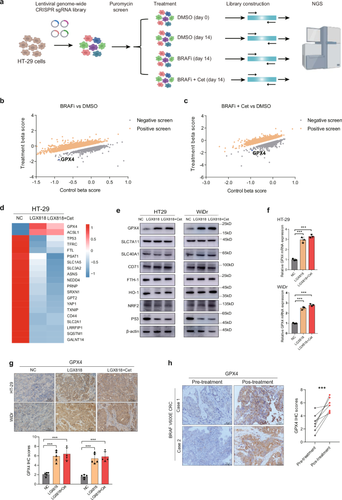 Targeting PLK1-CBX8-GPX4 axis overcomes BRAF/EGFR inhibitor resistance ...