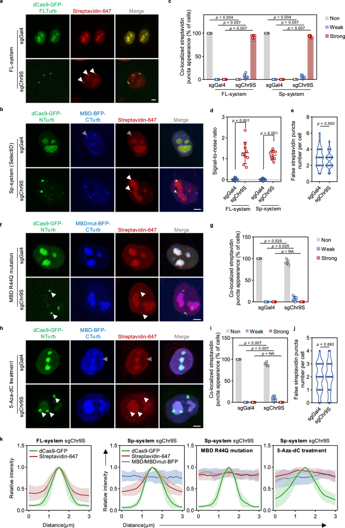 Selective identification of epigenetic regulators at methylated genomic ...
