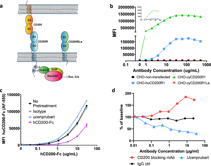 Ucenprubart is an agonistic antibody to CD200R with the potential to ...