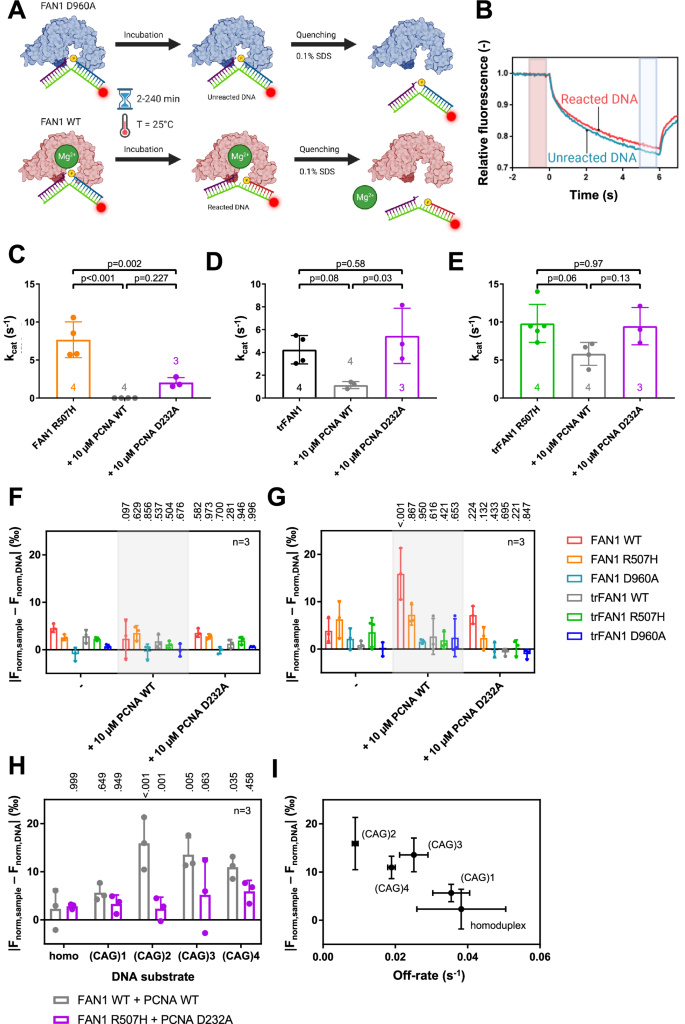 A FAN1 point mutation associated with accelerated Huntington’s disease ...