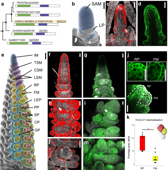 CLAVATA signalling shapes barley inflorescence by controlling activity ...
