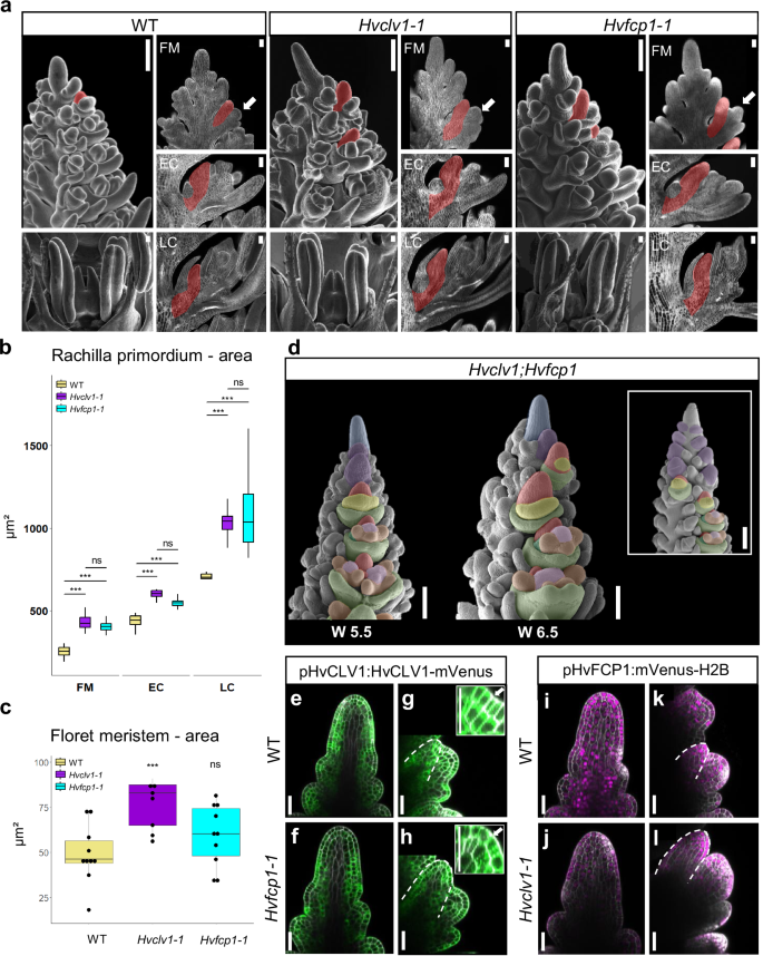 CLAVATA signalling shapes barley inflorescence by controlling activity ...