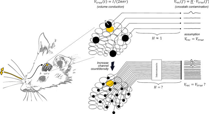 Bridging circuit modeling and signal analysis to understand the risk of ...