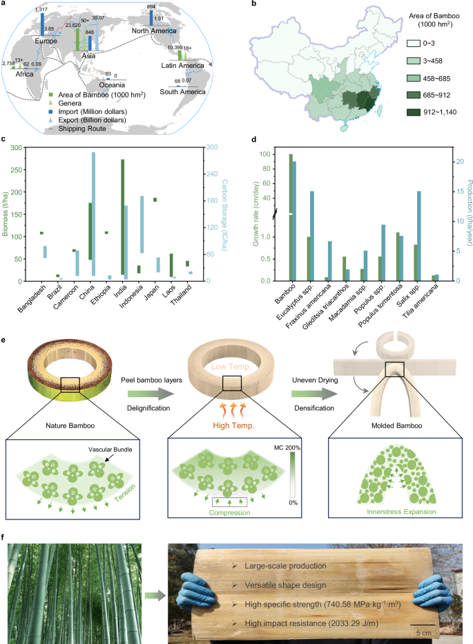 Engineering transverse cell deformation of bamboo by controlling ...