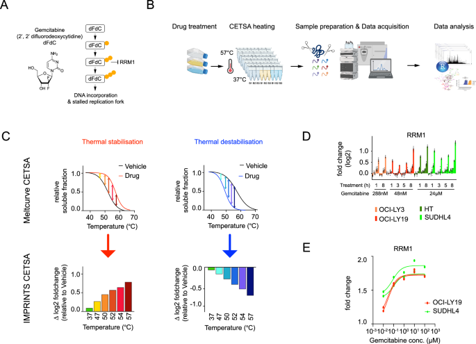 MS CETSA deep functional proteomics uncovers DNA repair programs leading to gemcitabine ...