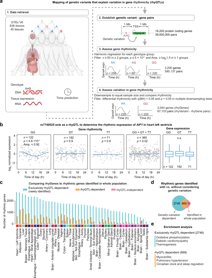 Human genetic variation determines 24-hour rhythmic gene expression and ...