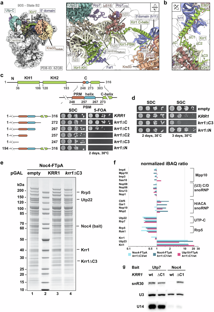 H/ACA snR30 snoRNP guides independent 18S rRNA subdomain formation ...