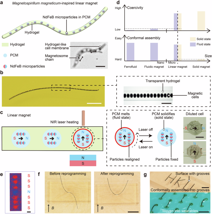 Linear magnet with fluid-solid-switchable cells for flexible devices ...