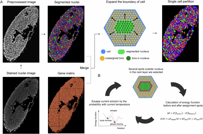 STP: single-cell partition for subcellular spatially-resolved transcriptomics | Nature ...