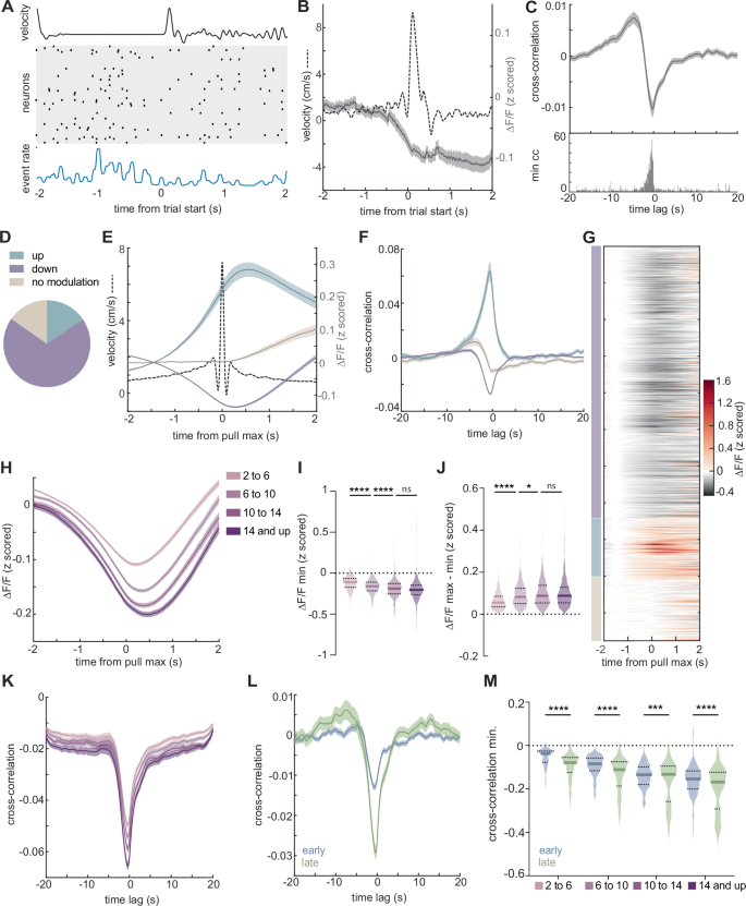 Corticothalamic neurons in motor cortex have a permissive role in motor ...