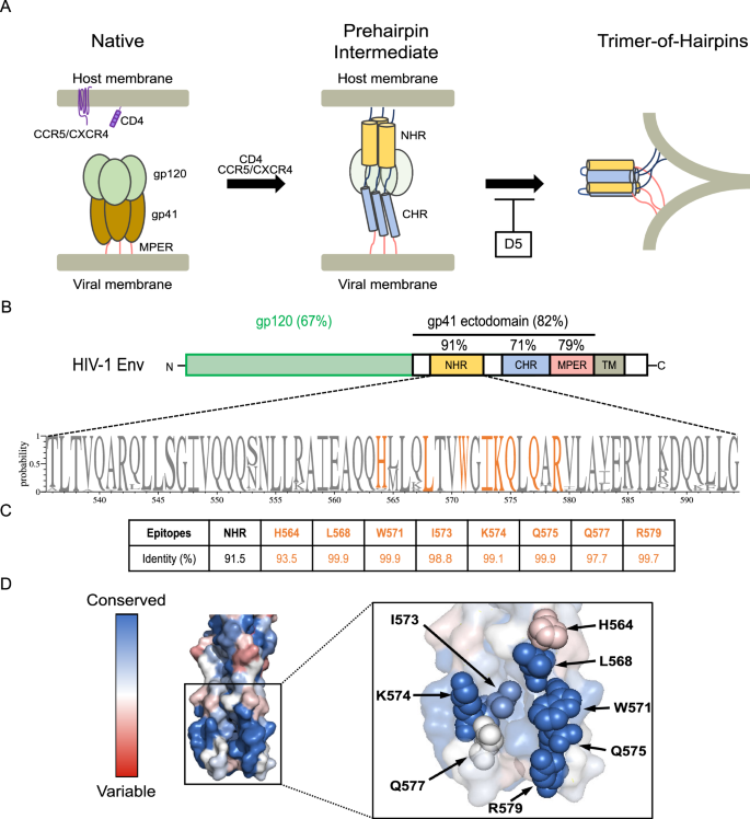 A broad antibody with enhanced HIV-1 neutralization via bispecific ...