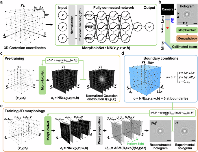 Single-shot reconstruction of three-dimensional morphology of biological cells in digital ...