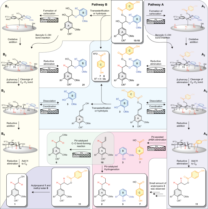 Pd/C promotes C–H bond activation and oxidation of p-hydroxybenzoate ...