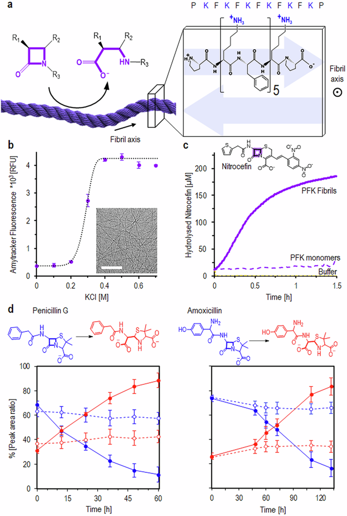 Allosteric amyloid catalysis by coiled coil fibrils | Nature Communications