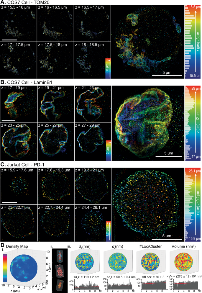 In-depth single molecule localization microscopy using adaptive optics ...