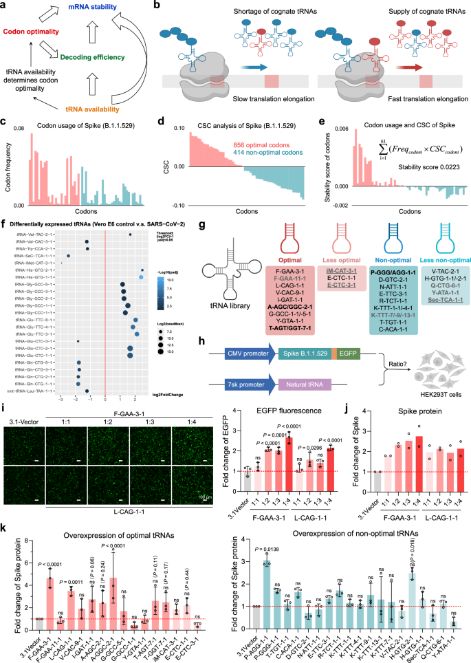 Chemically modified tRNA enhances the translation capacity of mRNA rich ...