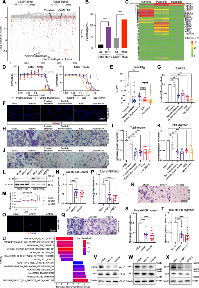 Molecular landscape, subtypes, and therapeutic vulnerabilities of ...