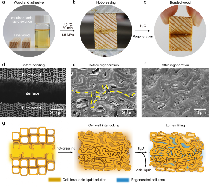 Multiscale interface engineering enables strong and water resistant ...