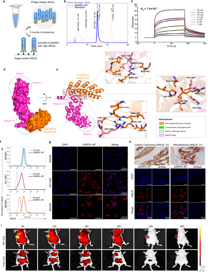 Mesothelin-directed protein-drug conjugates for mesothelin-low solid ...