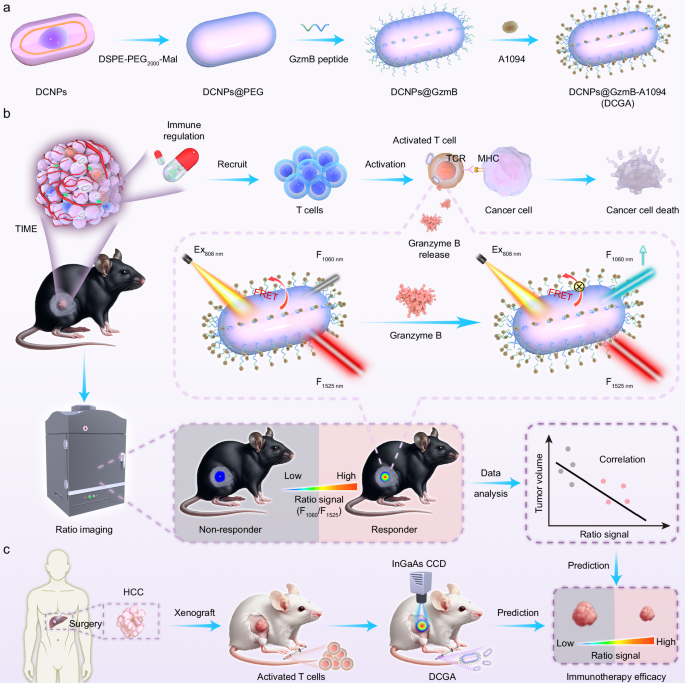 Granzyme B activated near-infrared-II ratiometric fluorescent nanoprobe for early detection of ...