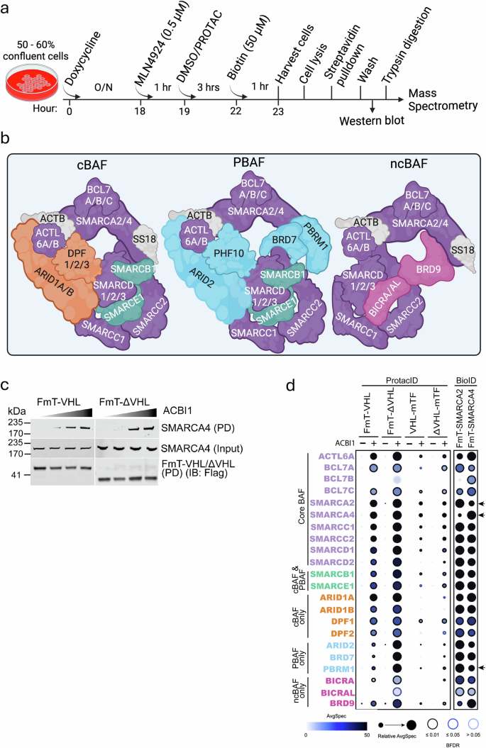 Characterization of PROTAC specificity and endogenous protein ...